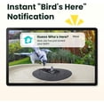 Birdfy Smart Bird Bath with Camera,Solar Birdbath for garden,Dual-Lens ...