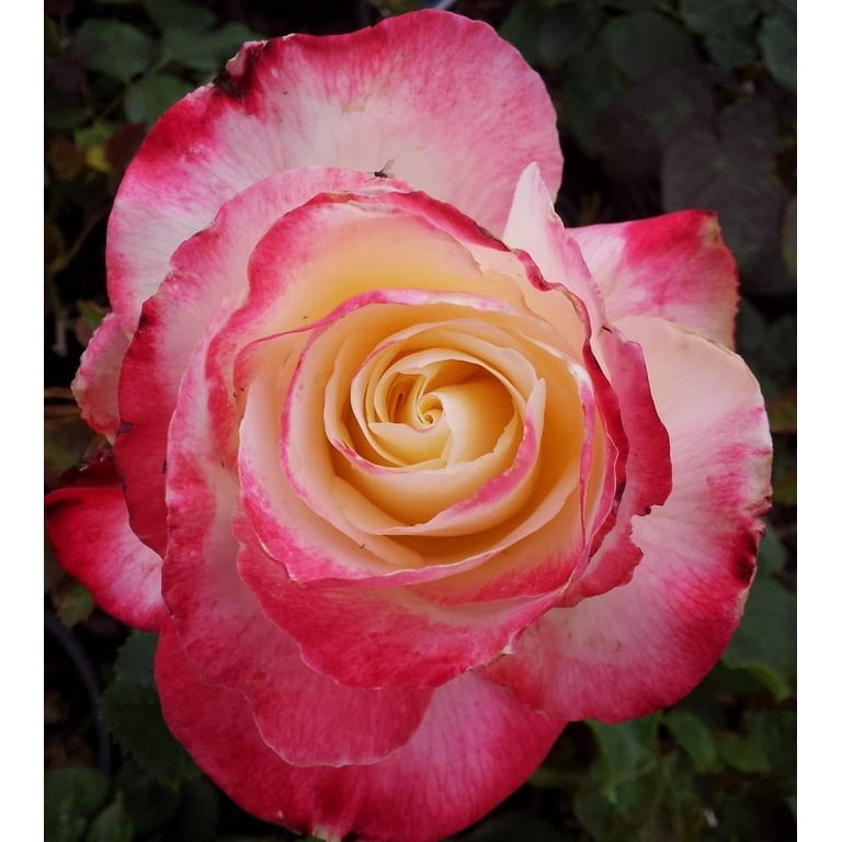 Double Delight Rose Bush