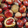 Horse Chestnut Live Tree Plant 4" Pot, Chestnut Plant Live, Hardy ...