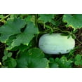 20 Seeds WAX GOURD Winter Melon White Ash Benincasa Hispida Vegetable ...