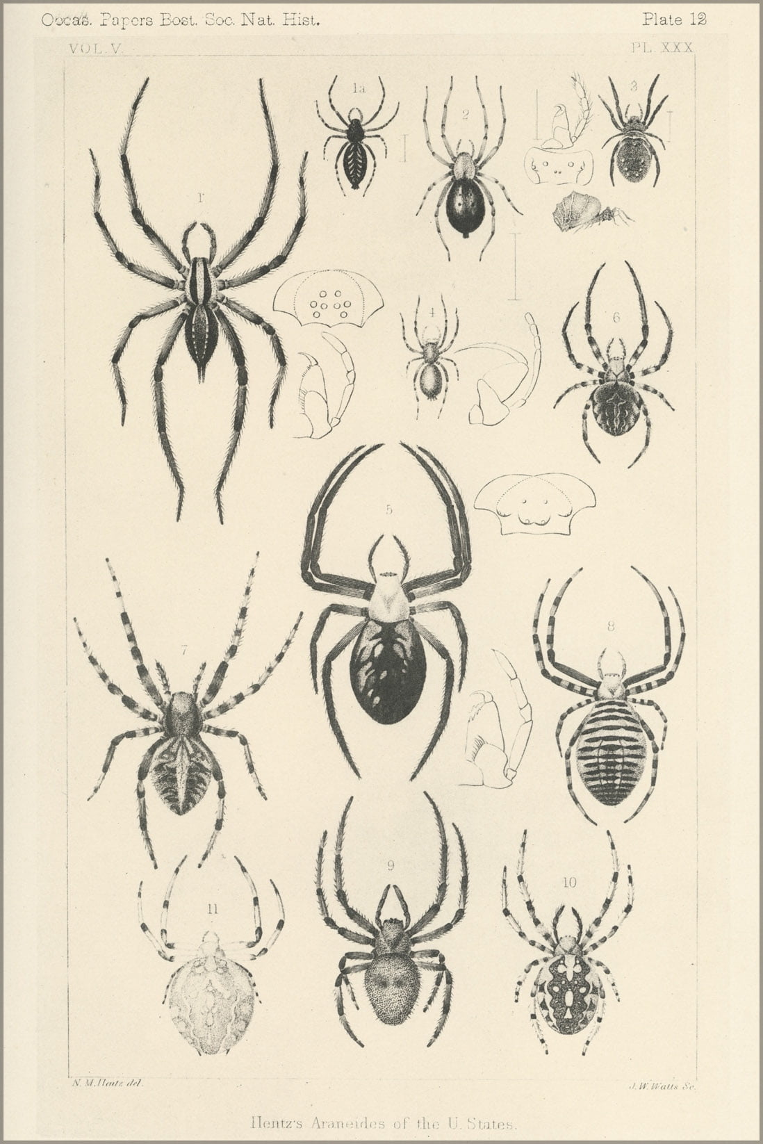 24"x36" Gallery Poster, Spider diagnostic drawings by Nicholas ...
