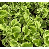 Curly Devil's Backbone Variegated Succulent Plant Pedilanthus ...