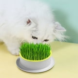 RKZDSR Soilless Hydroponic Cultivation Of Small Grass And Vegetables In ...