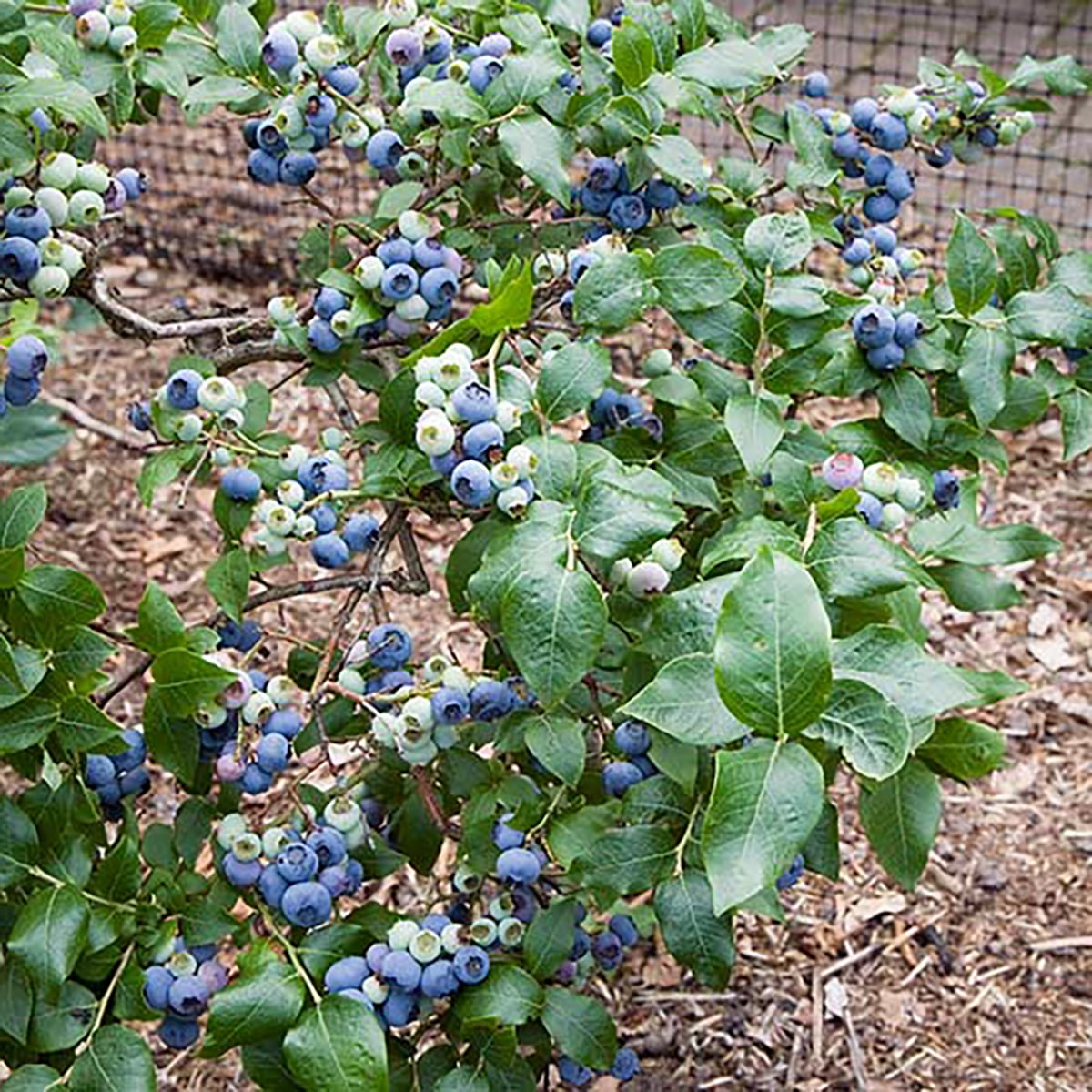 Blueberry Plant In Winter