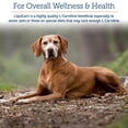 Rx Vitamins LiquiCarn - Pure L-Carnitine for Dogs and Cats to Aid in ...