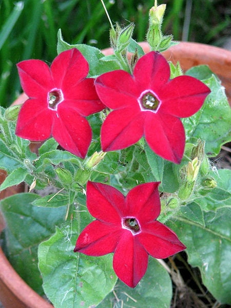 100 Red CRIMSON KING NICOTIANA (Ornamental Flowering Tobacco) Nicotiana ...