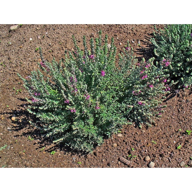 20 CAT THYME Teucrium Marum aka Cat Crack, Kitty Crack, & Mediterranean ...