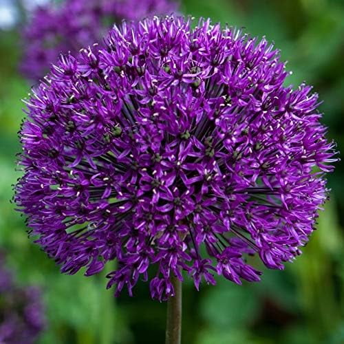 5 Dark Purple Allium Bulbs - Blooming Onion, Perennial Garden Flower ...