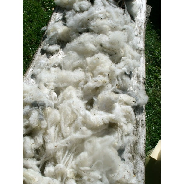 Pure New Wool Sheep's Wool Raw Wool Washed-20 Inch By 30 Inch Laminated ...
