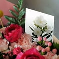 3drose, Oleander White - White, Flower, Tree, Oleander, Blossom ...