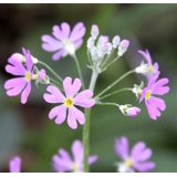 100 PINK FAIRY PRIMROSE Primula Malacoides Baby Primrose Shade ...