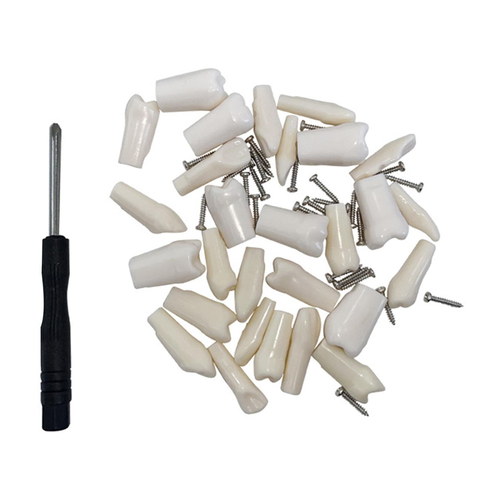 modelo de dientes,Modelo de dientes extraíbles Práctica práctica del ...