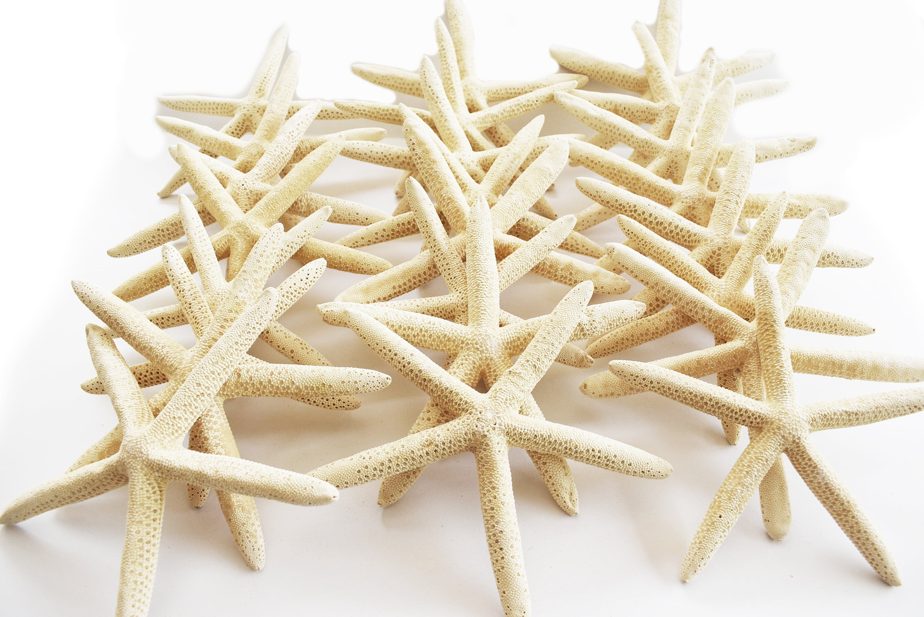 Ceramics & Pottery Seashells Sea Shell 7.5 Large Saw Starfish Sculpting ...