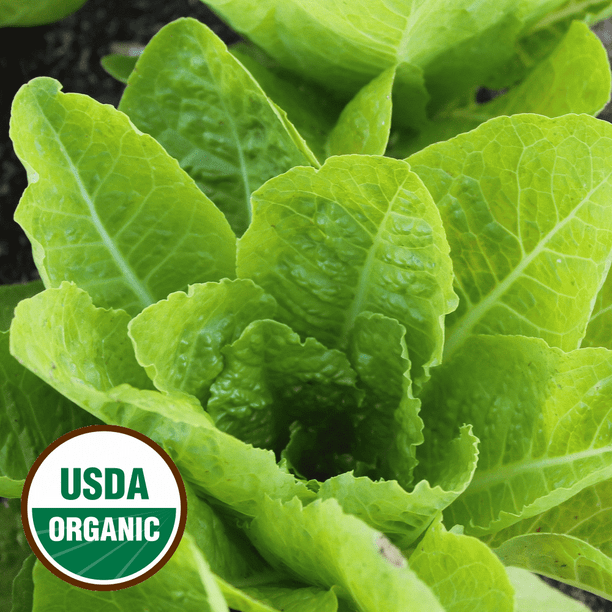 Everwilde Farms - 500 Organic Jericho Romaine Lettuce Seeds - Gold ...
