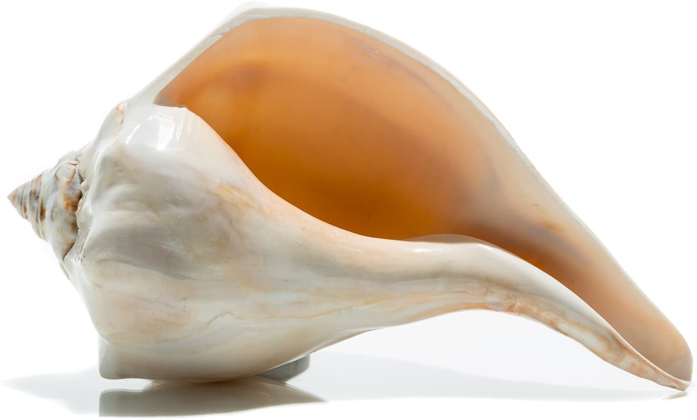 Seashell | 1 Off-White Polished Atlantic Whelk 7"-8" | Display & Beach ...
