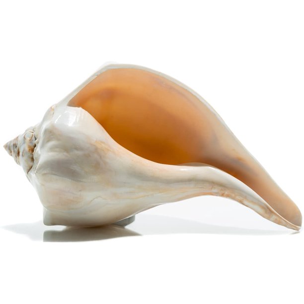 Seashell | 1 Off-White Polished Atlantic Whelk 7"-8" | Display & Beach ...