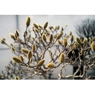 Gold Weeping Curly Willow Tree Cutting - Rarest of All Willows - Grow ...