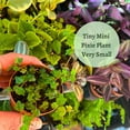 String of Frogs, in a 2 Inch Pot, Frog Feet Plant, Ficus pumila ...