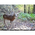 Spartan Camera GoCam M Cellular Trail Camera 8 MP - Walmart.com