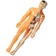 4D Vision Dog Anatomy Model - Walmart.com