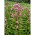 50 Pink JOE PYE WEED Eupatorium Maculatum Flower Seeds - Walmart.com