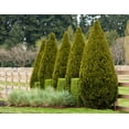 Spartan Juniper - 3 Live Trees - Juniperus Chinensis - Walmart.com