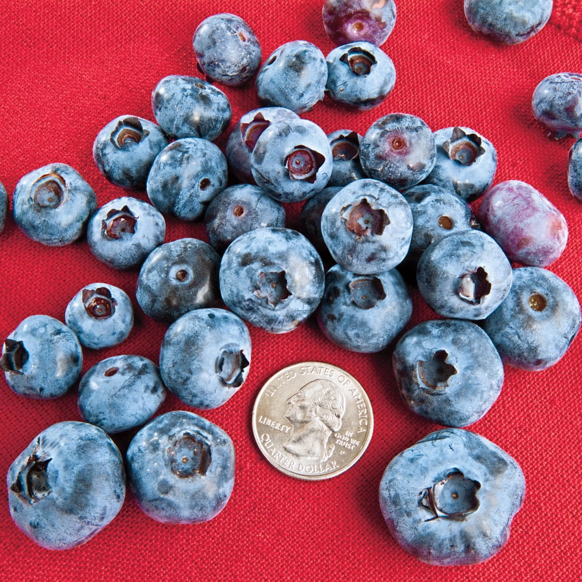 Chandler Blueberry, Dormant Bare Root Starter Fruit Plant, 1-Pack ...