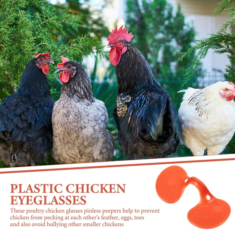 Chicken Eyes Glasses