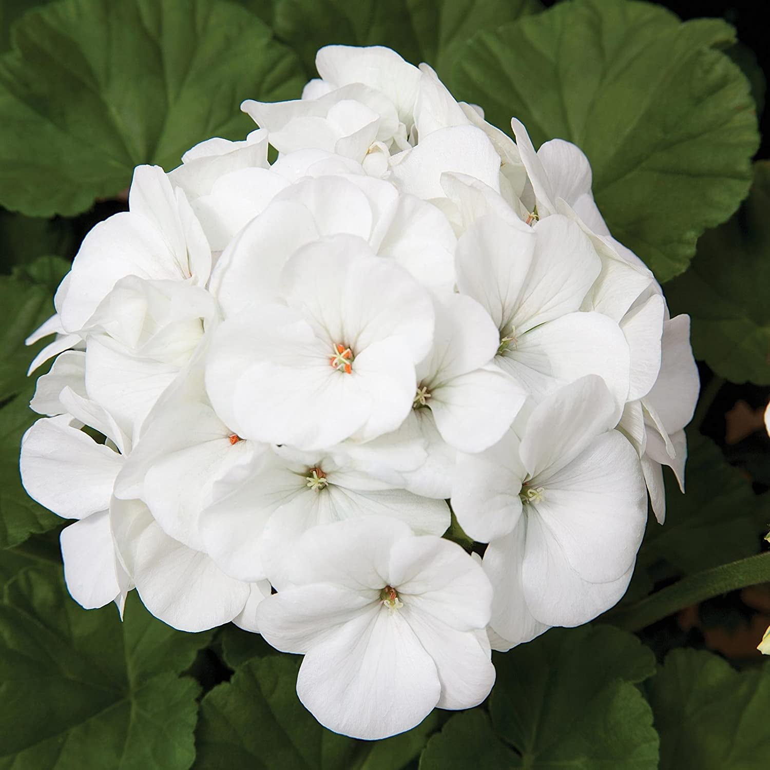 Maverick F1 Series Geranium Flower Garden Seeds - White - 100 Seeds ...