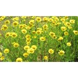 250 GOLDEN MARGUERITE DAISY Dyer's Yellow Chamomile Anthemis Tinctoria ...
