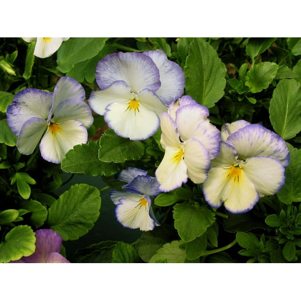 Celestial™ Blue Moon Hardy Violet - Viola - Shade - Live Plant - Quart ...