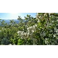20 SASKATOON SERVICEBERRY aka Western, Pacific, Juneberry, Shadbush ...
