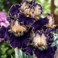 Iris for Planting-(Non-Artificial)-Easy Care & Quick Sprouting ...
