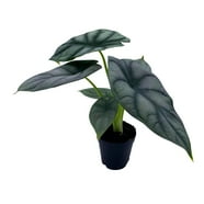 Alocasia Ninja, 2 inch Rare Alocasia Black Velvet Ninja Starter Tiny ...
