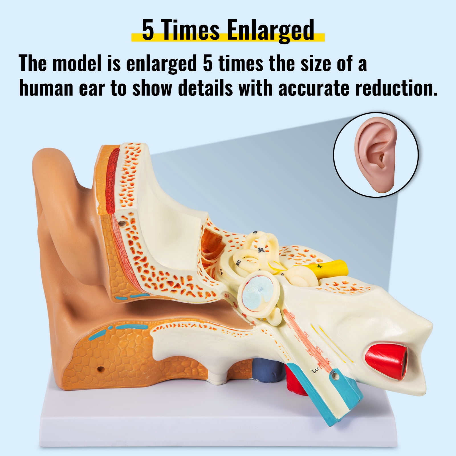 Ear Model Labeled