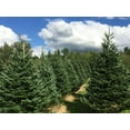 50 Balsam Fir Tree Seeds (Abies balsamea) - Walmart.com