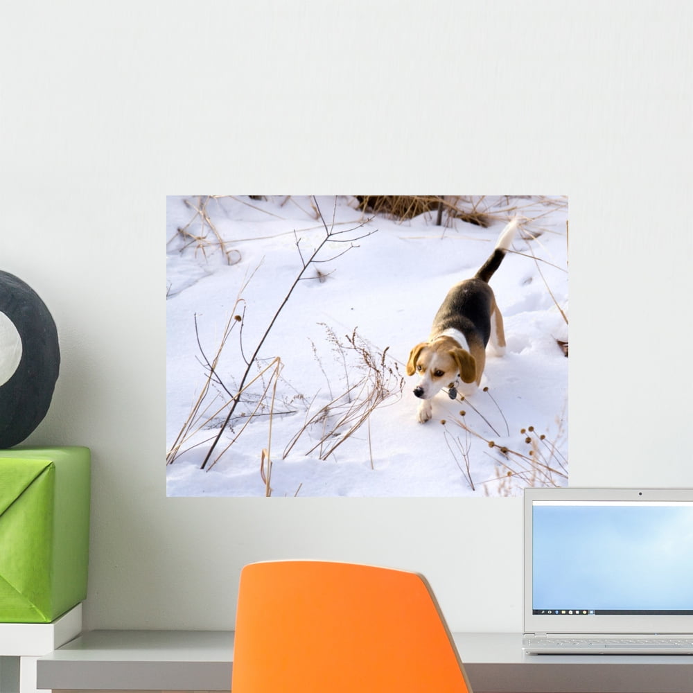 Beagle Hunting Rabbit Snow Wall Mural by Wallmonkeys Peel and Stick ...