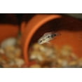 Aquatic Foods Inc. 4-Type Mixed Blend of Cyclops, Daphnia, Rotifers ...