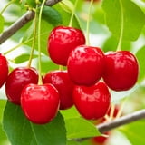 Wowza! Bush Cherry Dormant Bare Root Fruit Bearing Starter Plant, 1 ...