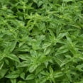Basil Prospera Premium F1 Organic Seed - NON-GMO - 250 Seeds - Walmart.com