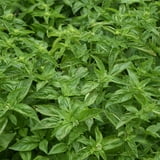 Basil Prospera Premium F1 Organic Seed - NON-GMO - 250 Seeds - Walmart.com