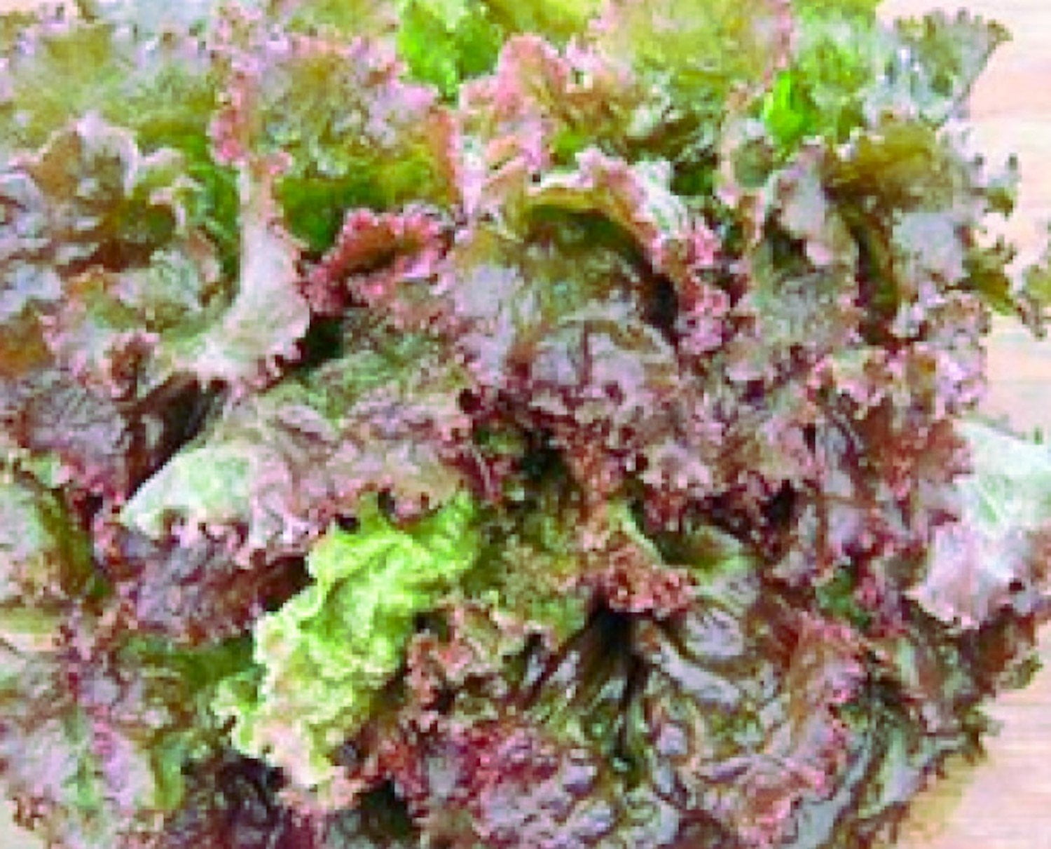 Red Sails Lettuce Seeds - Walmart.com