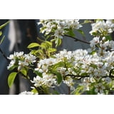20 SASKATOON SERVICEBERRY aka Western, Pacific, Juneberry, Shadbush ...