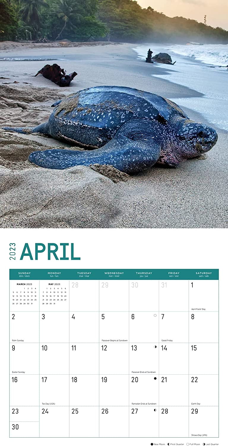 Buy 2023 Sea Turtles Monthly Wall Calendar by Bright Day, 12 x 12 Inch ...