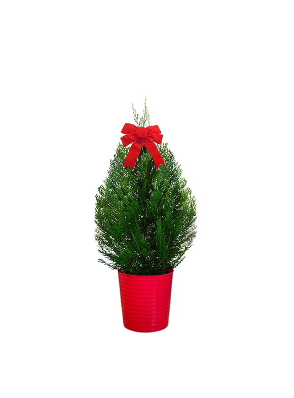Christmas Plant Gifts in Fresh Christmas Greenery - Walmart.com