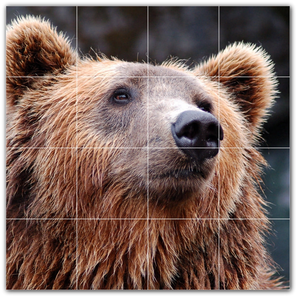 Picture-Tiles.com: Bear Ceramic Tile Wall Mural WAL500127-44XL. 48"W x ...