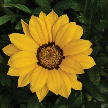 Outsidepride Crossandra Yellow Splash - 30 Seeds - Walmart.com