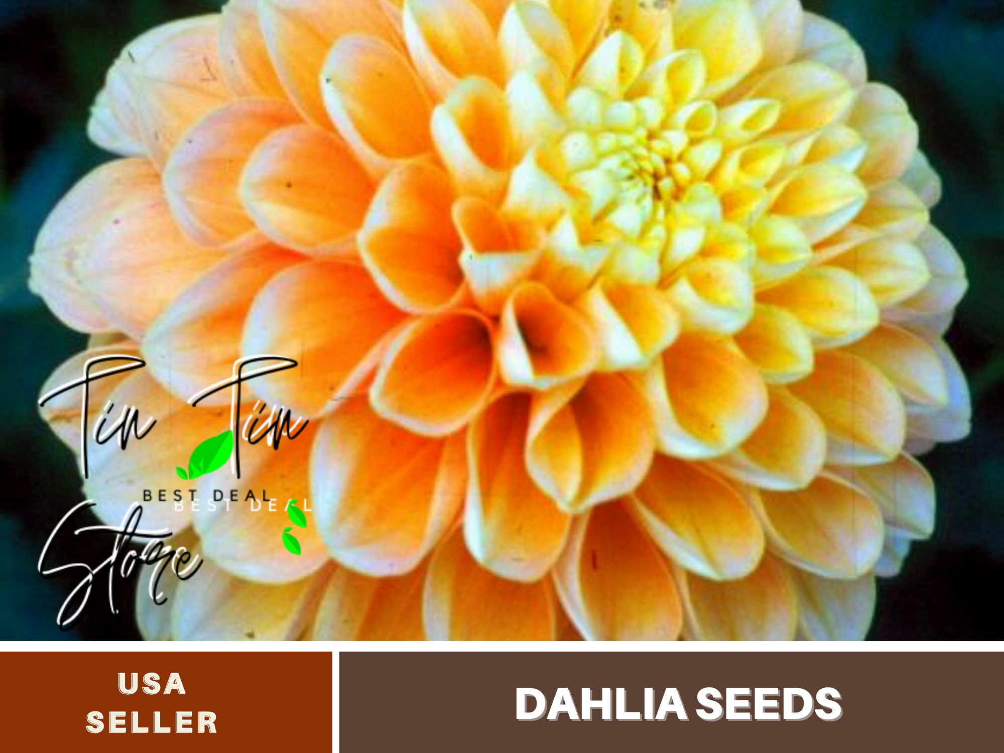 40+ Seeds| Honey Dew Dahlia Perennial Seeds - | Seeds, Herbal Seeds ...