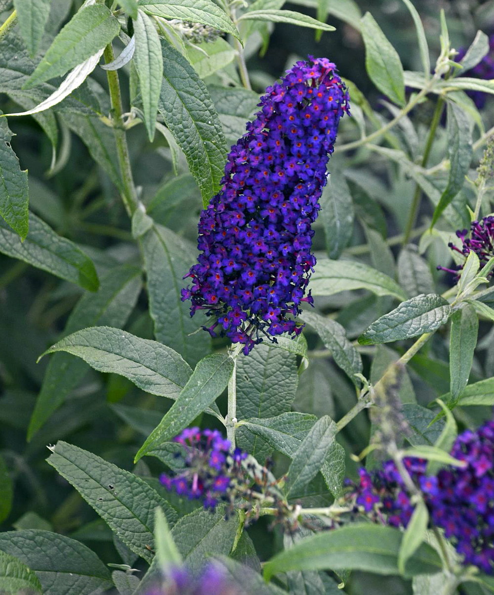 Monarch® Dark Dynasty Butterfly Bush - Buddleia - Compact - Gallon Pot ...