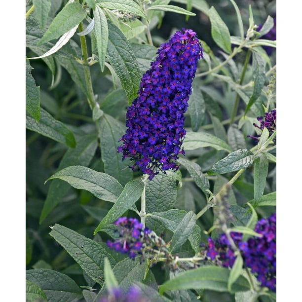 Monarch® Dark Dynasty Butterfly Bush - Buddleia - Compact - Gallon Pot ...